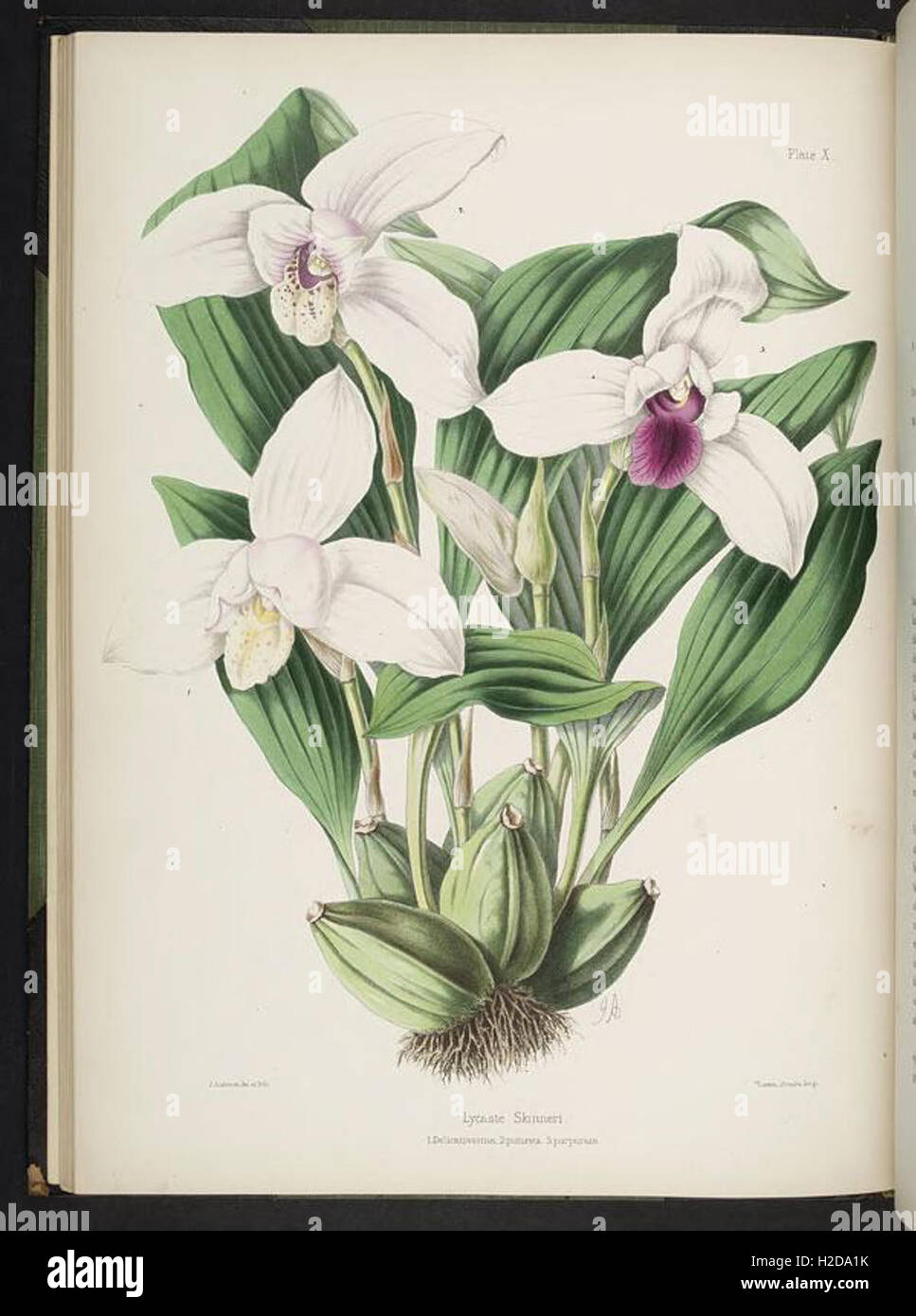 Detailed representation of various orchid species hi-res stock ...