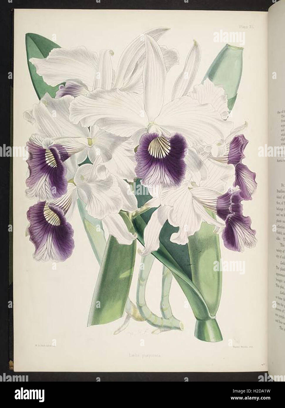 This botanical work focuses on a selection of orchid species, offering ...