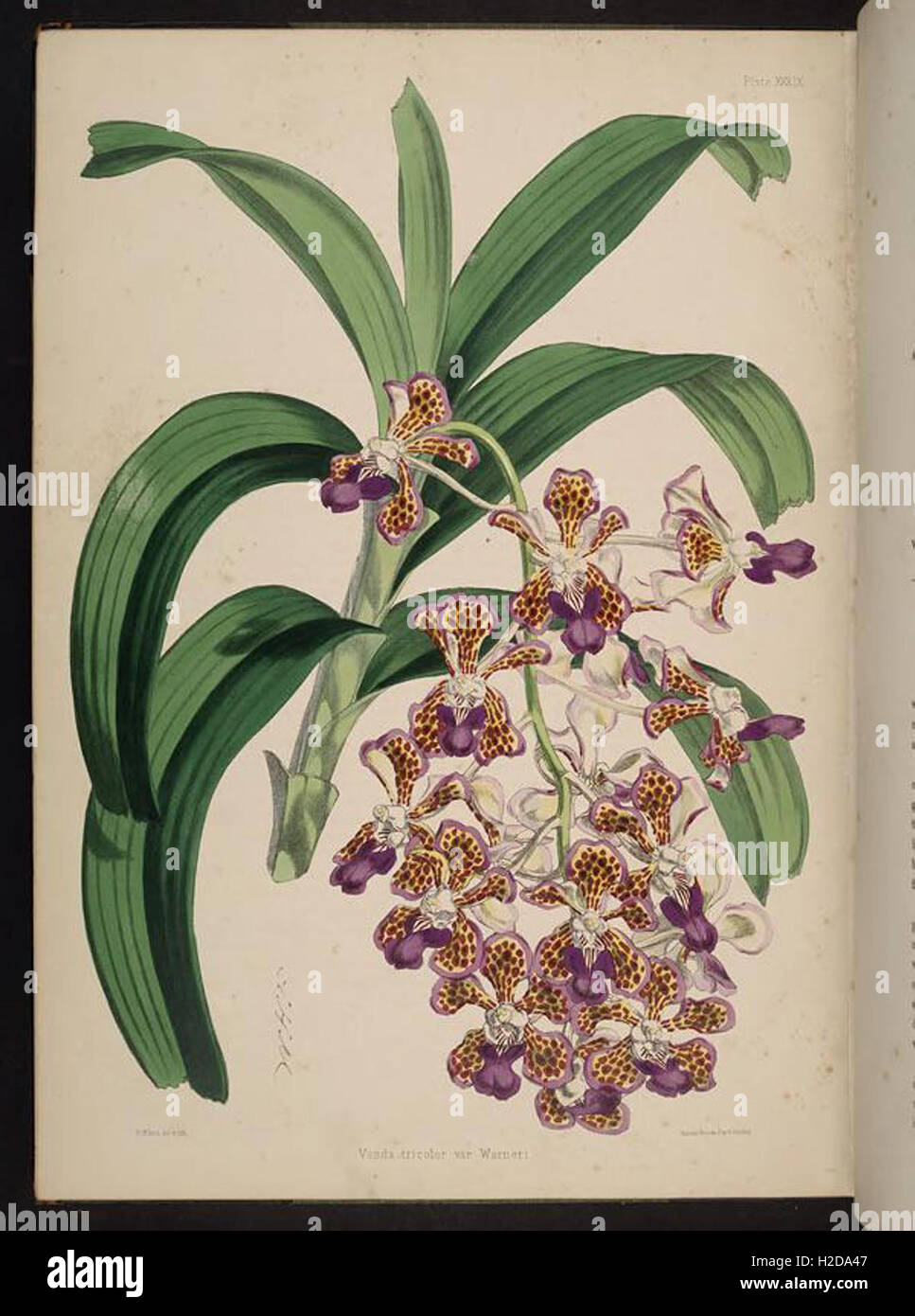 A botanical work focusing on the study of orchid species, providing ...