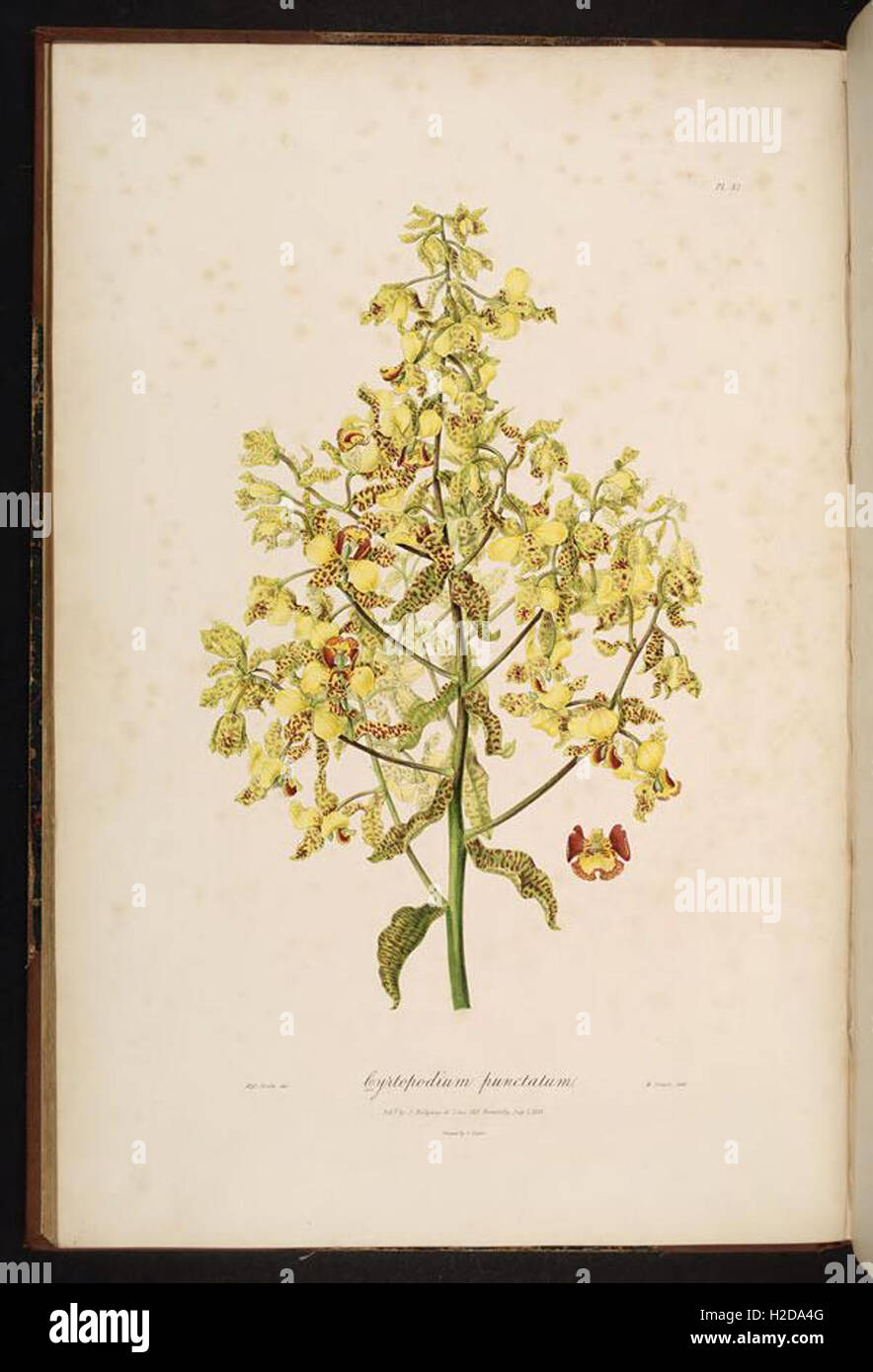 Sertum orchidaceum hi-res stock photography and images - Alamy