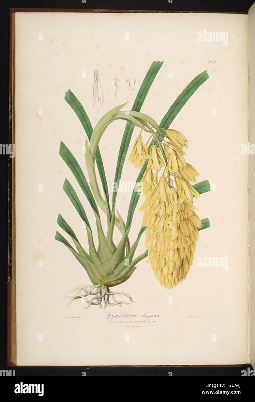 This botanical work features a collection of orchid species, with ...
