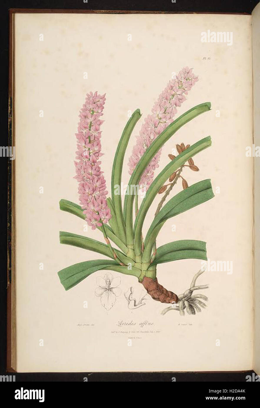 A botanical work featuring orchids, with illustrations and descriptions ...