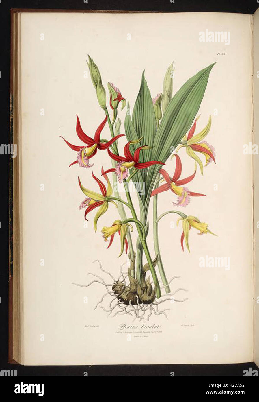 Sertum orchidaceum (Pl. 23 Stock Photo - Alamy