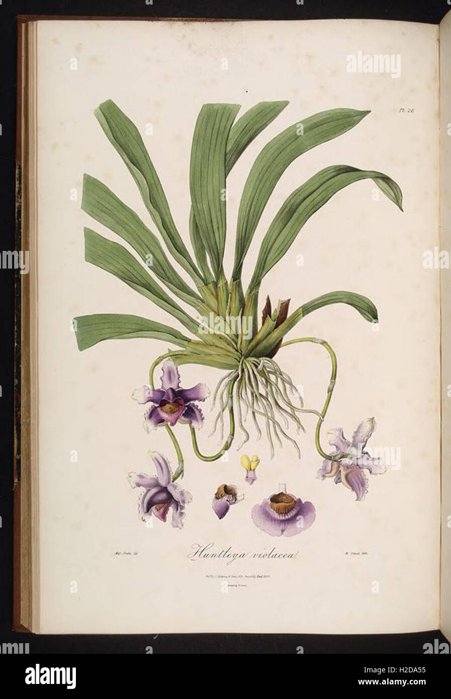 Sertum orchidaceum hi-res stock photography and images - Alamy