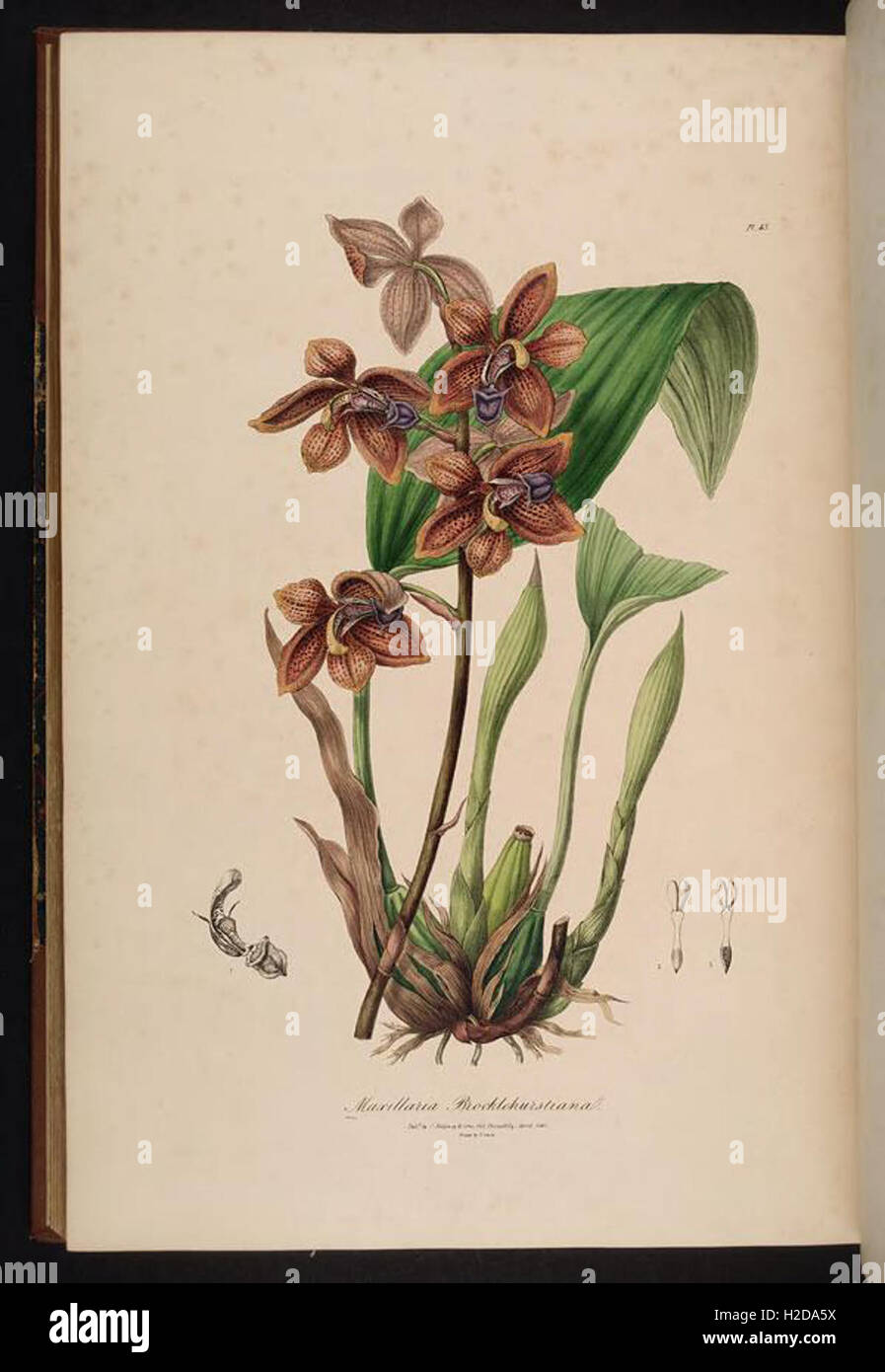 Sertum orchidaceum (Pl. 43 Stock Photo - Alamy