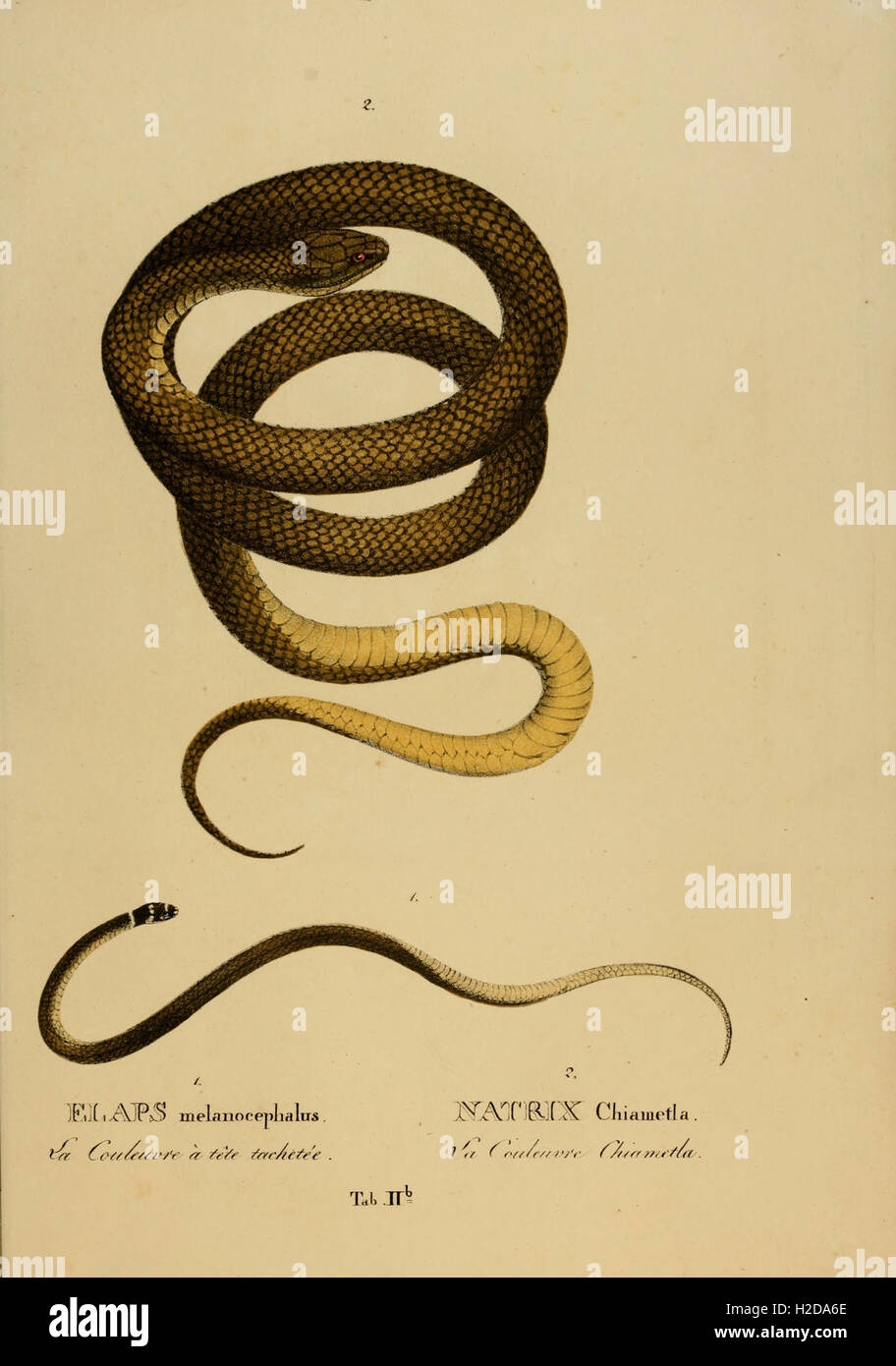 A study documenting newly discovered species of snakes from Brazil ...