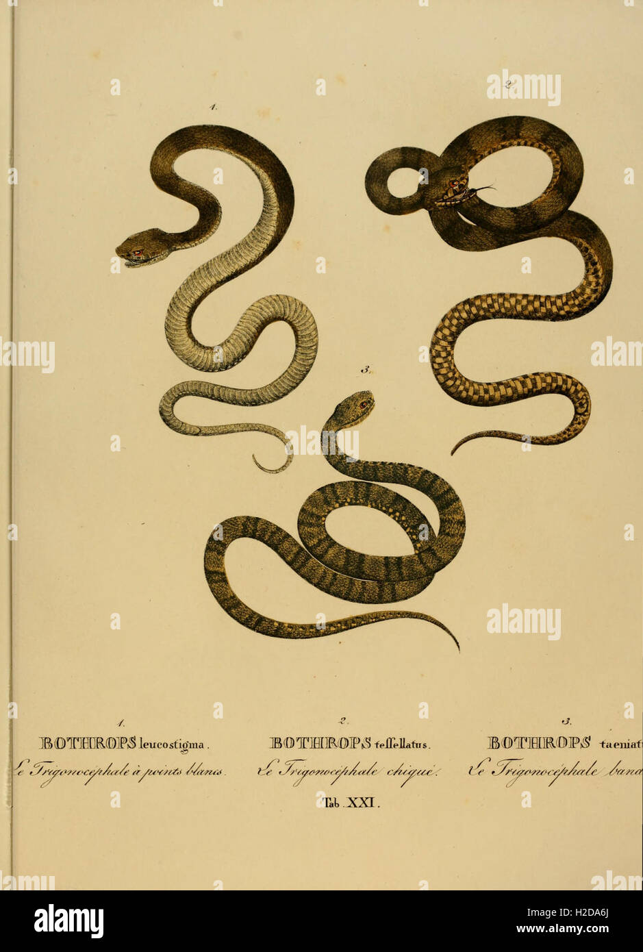 A new species of serpent from Brazil is described, expanding the known ...