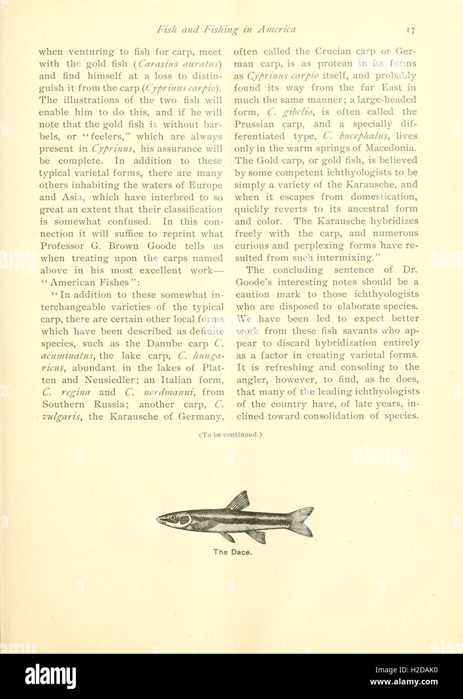 A section of 'The American Angler' focusing on the species Dace ...