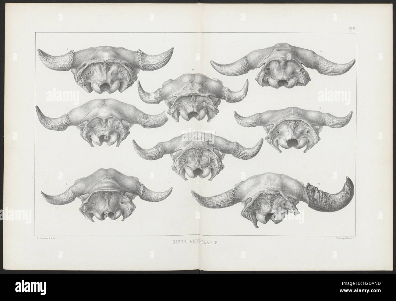 This plate illustrates both living and extinct American bison species ...