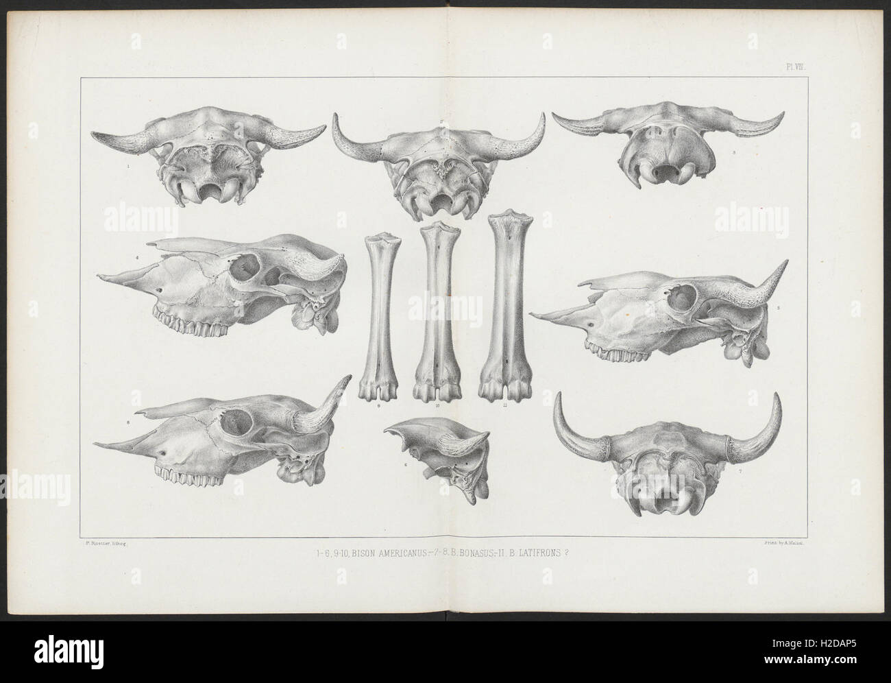 This work explores the history of the American bison, both living and ...