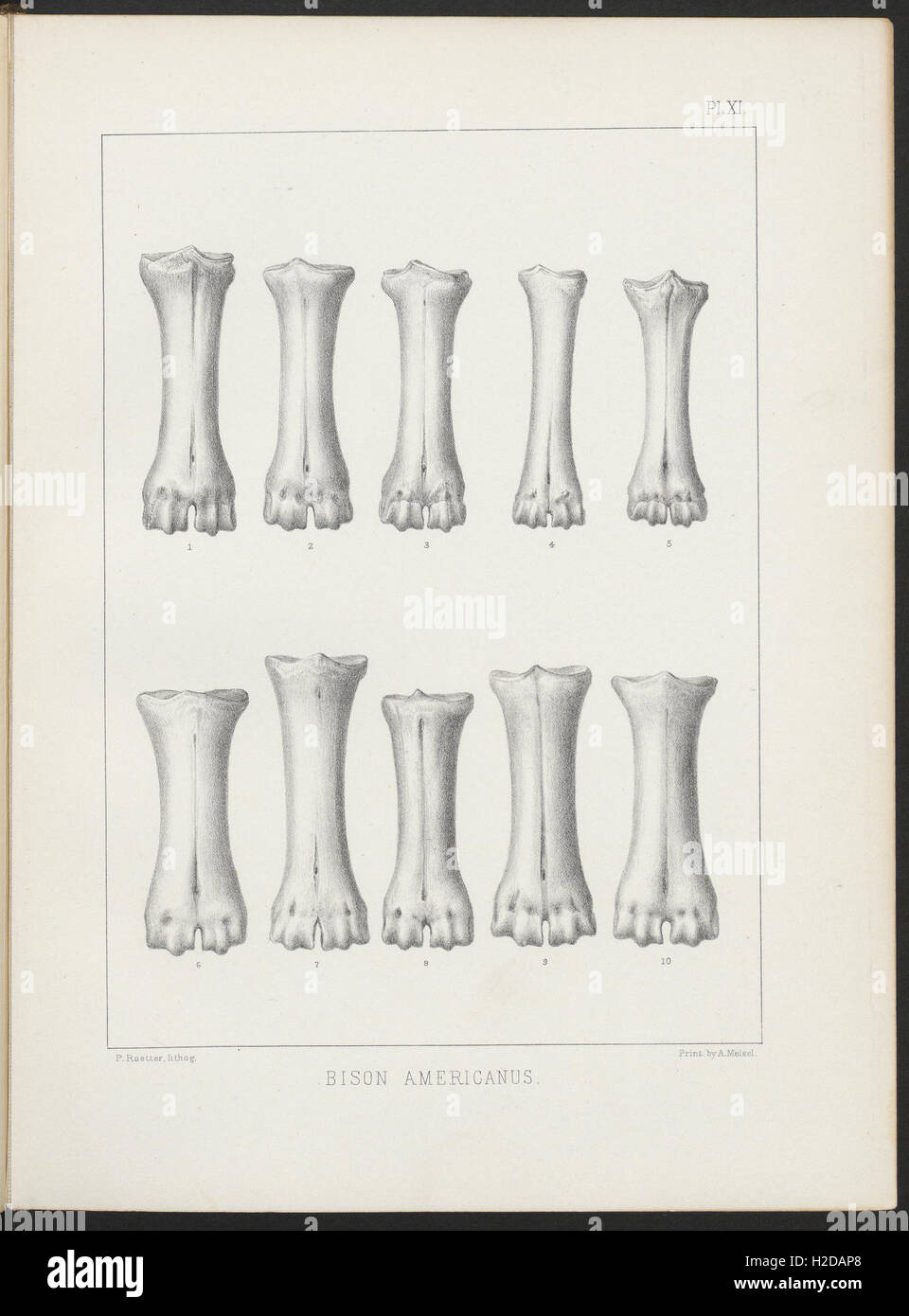 A study on the American bison, both living and extinct, with Plate XI ...