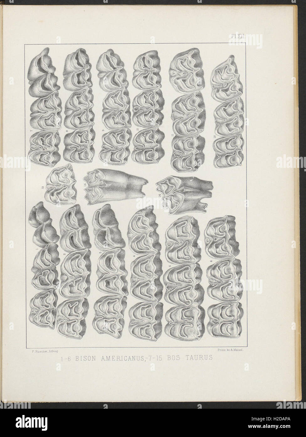 This work on the American bison details both living and extinct species ...