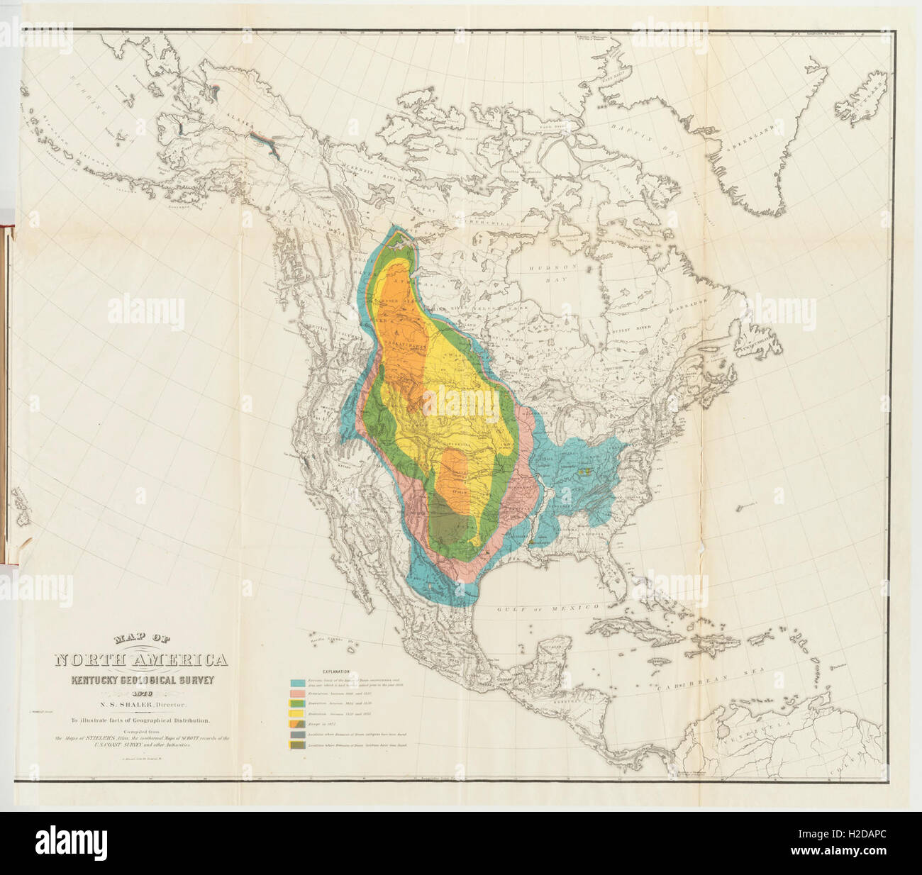 An in-depth study of American bison species, both extant and extinct ...