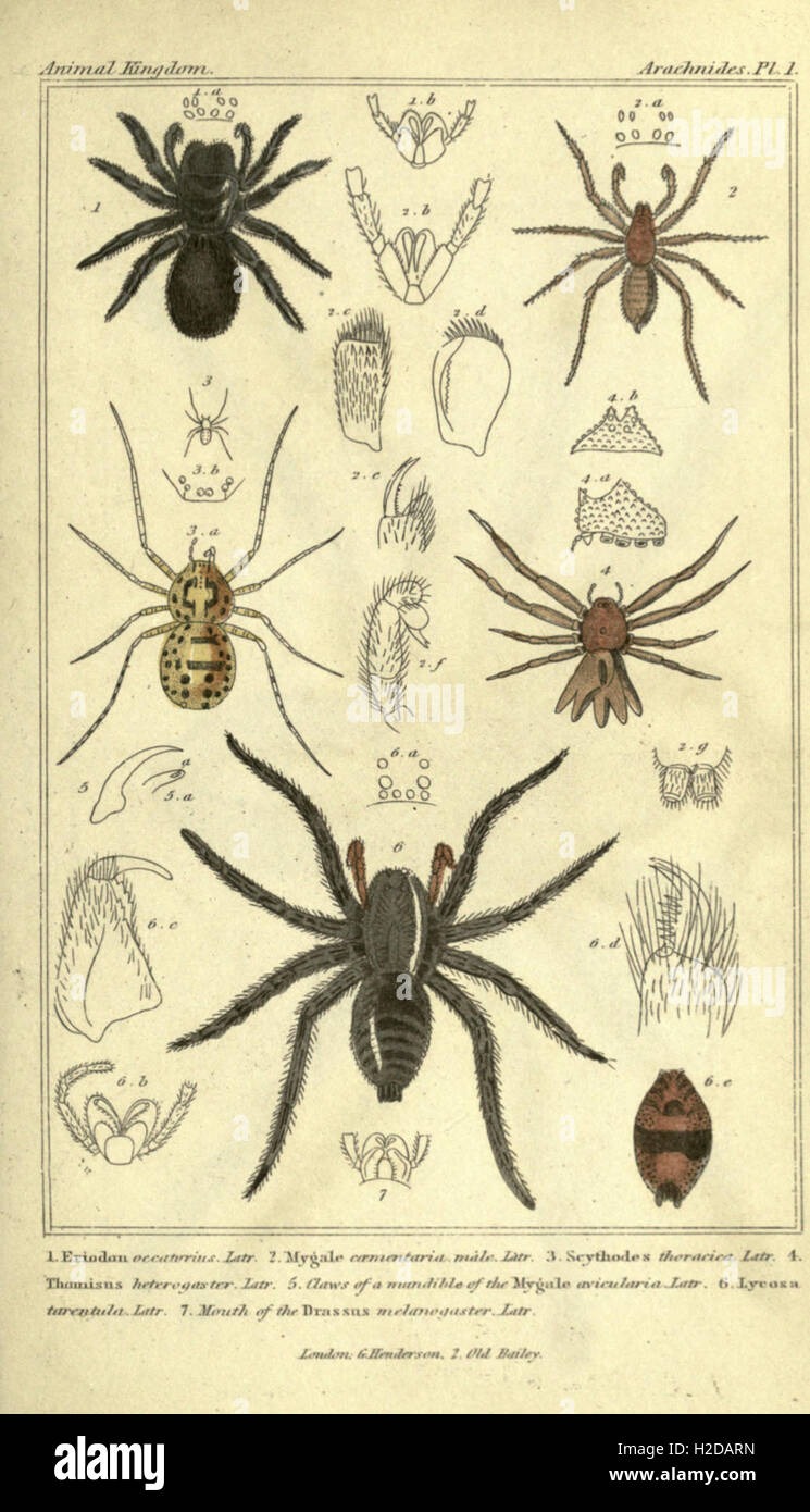 A systematic classification of the animal kingdom, focusing on ...