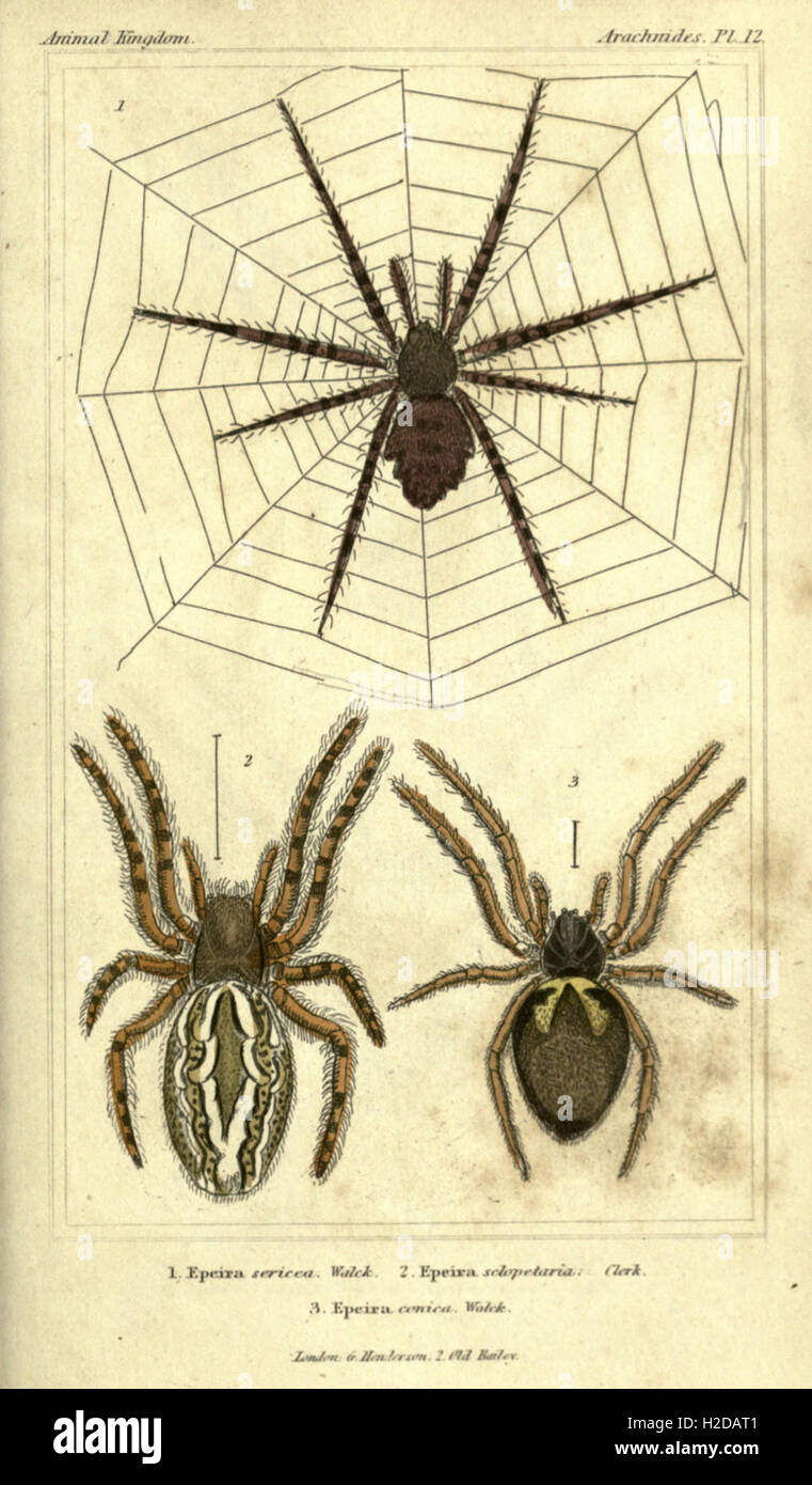 This plate from *The Animal Kingdom* depicts arachnids, exploring their ...