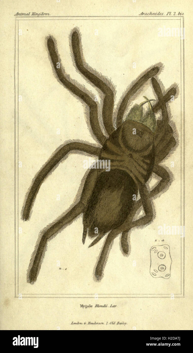 This section focuses on the classification and biology of arachnids ...
