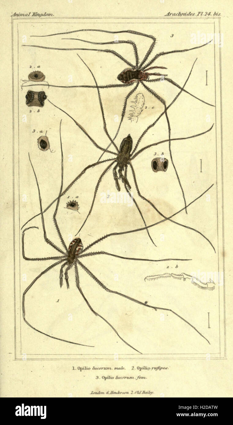 This illustration from 'The Animal Kingdom' highlights arachnids ...