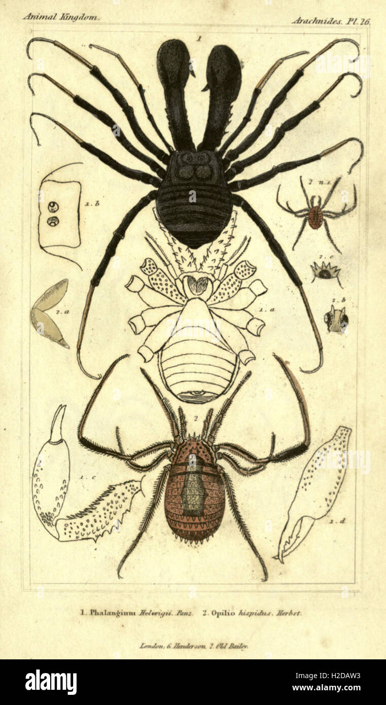 Scorpion anatomy within hi-res stock photography and images - Alamy