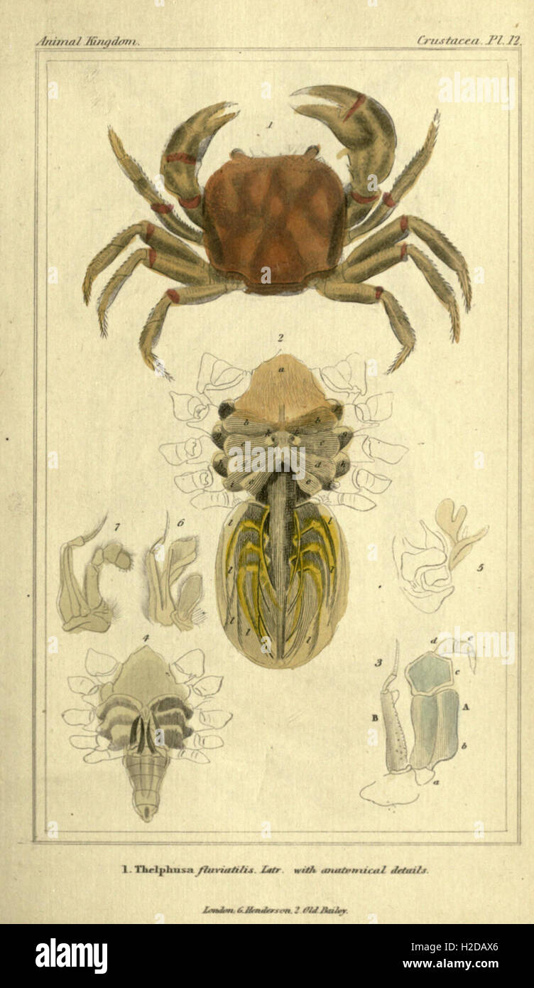 This work organizes the animal kingdom based on its structural ...