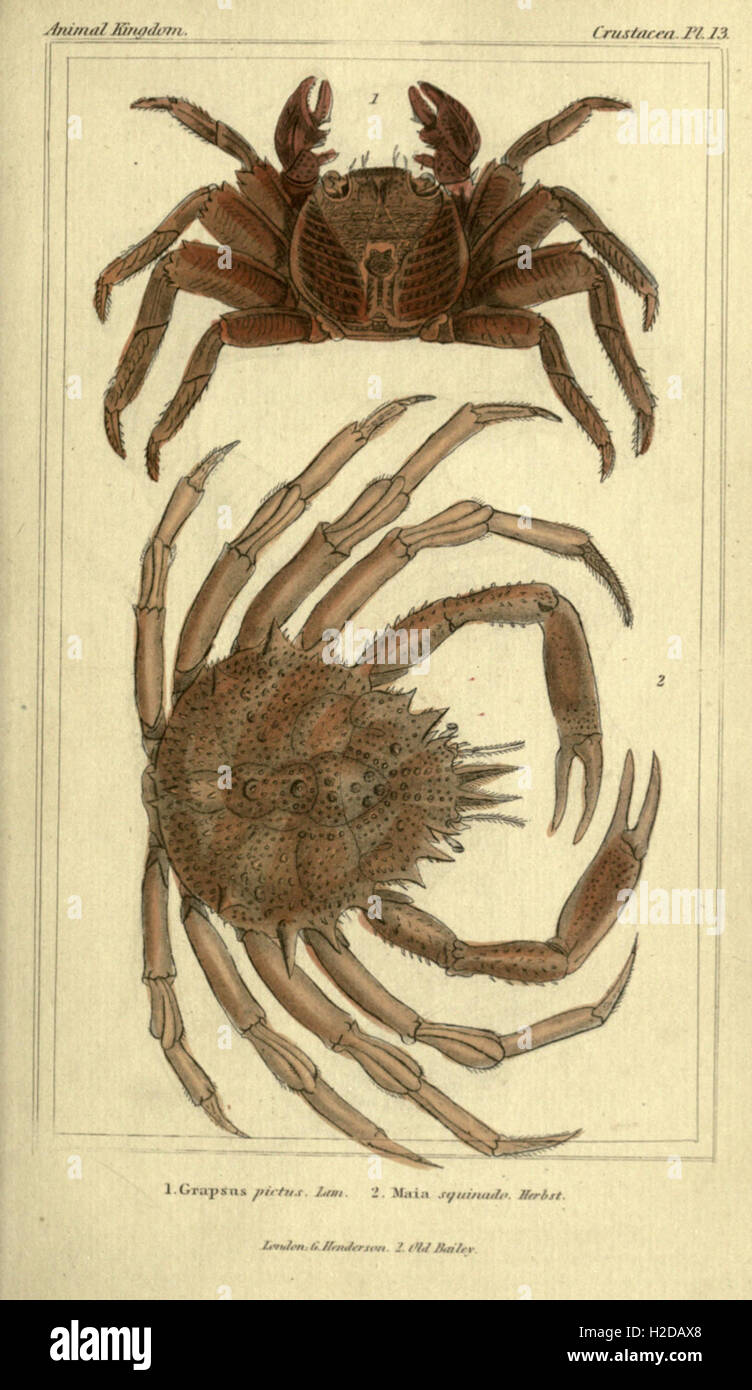 This diagram from 'The Animal Kingdom' focuses on the classification of ...