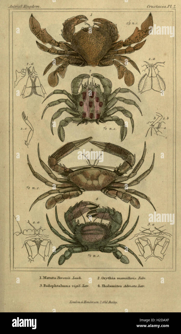 This plate illustrates the classification of crustaceans within the ...