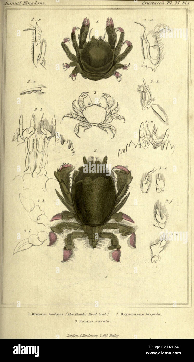 This plate from 'The Animal Kingdom' illustrates Crustacea, providing ...