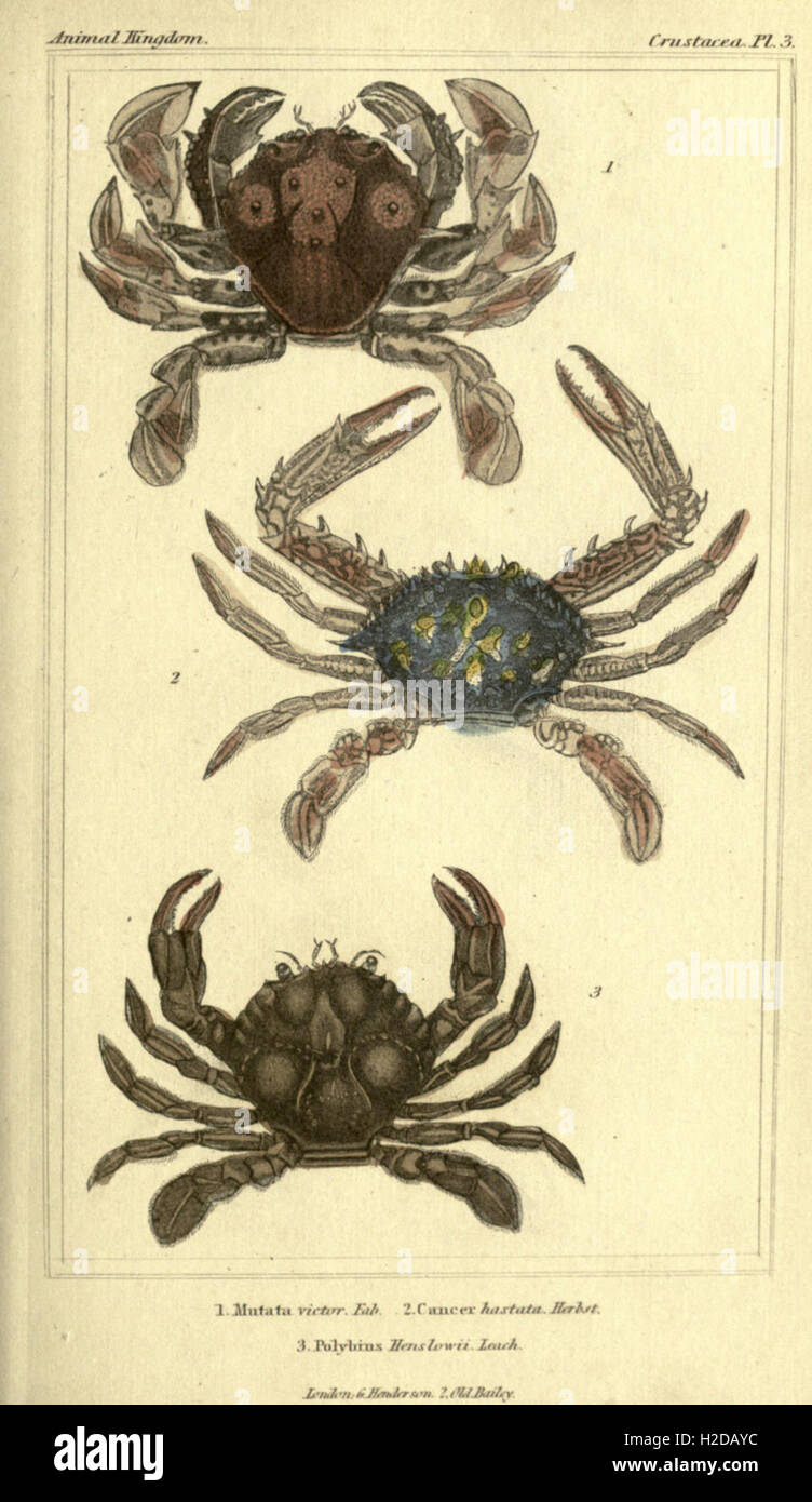 This foundational work categorizes animals according to their ...