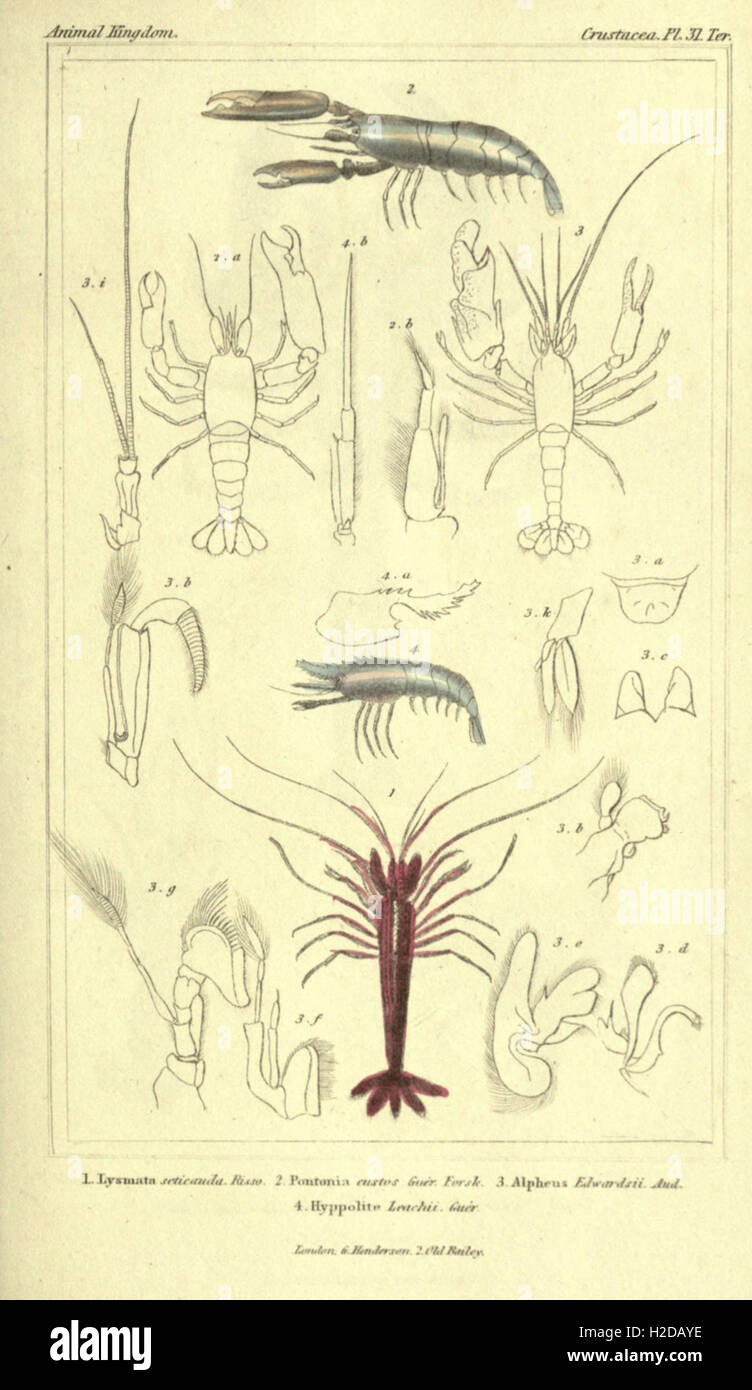A foundational work in zoology, categorizing animals based on their ...