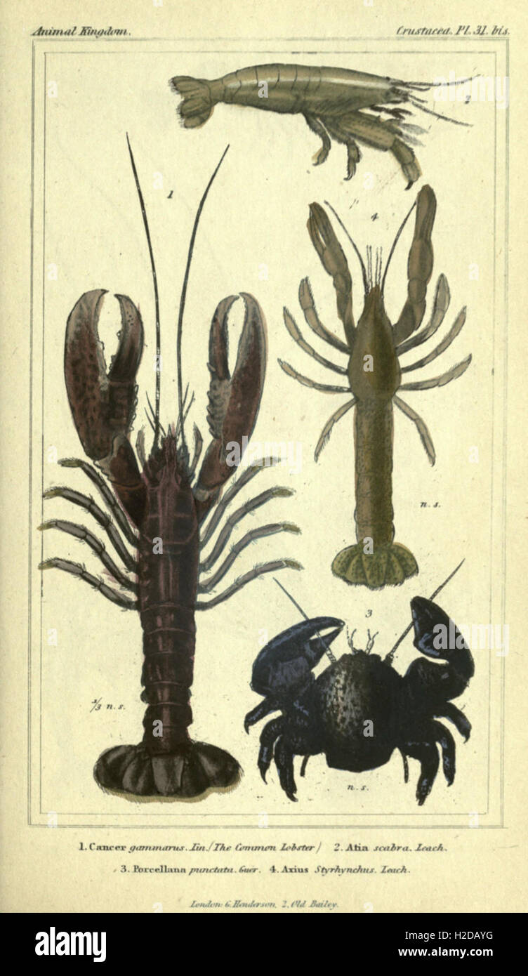 This work presents an organized classification of animals, specifically ...