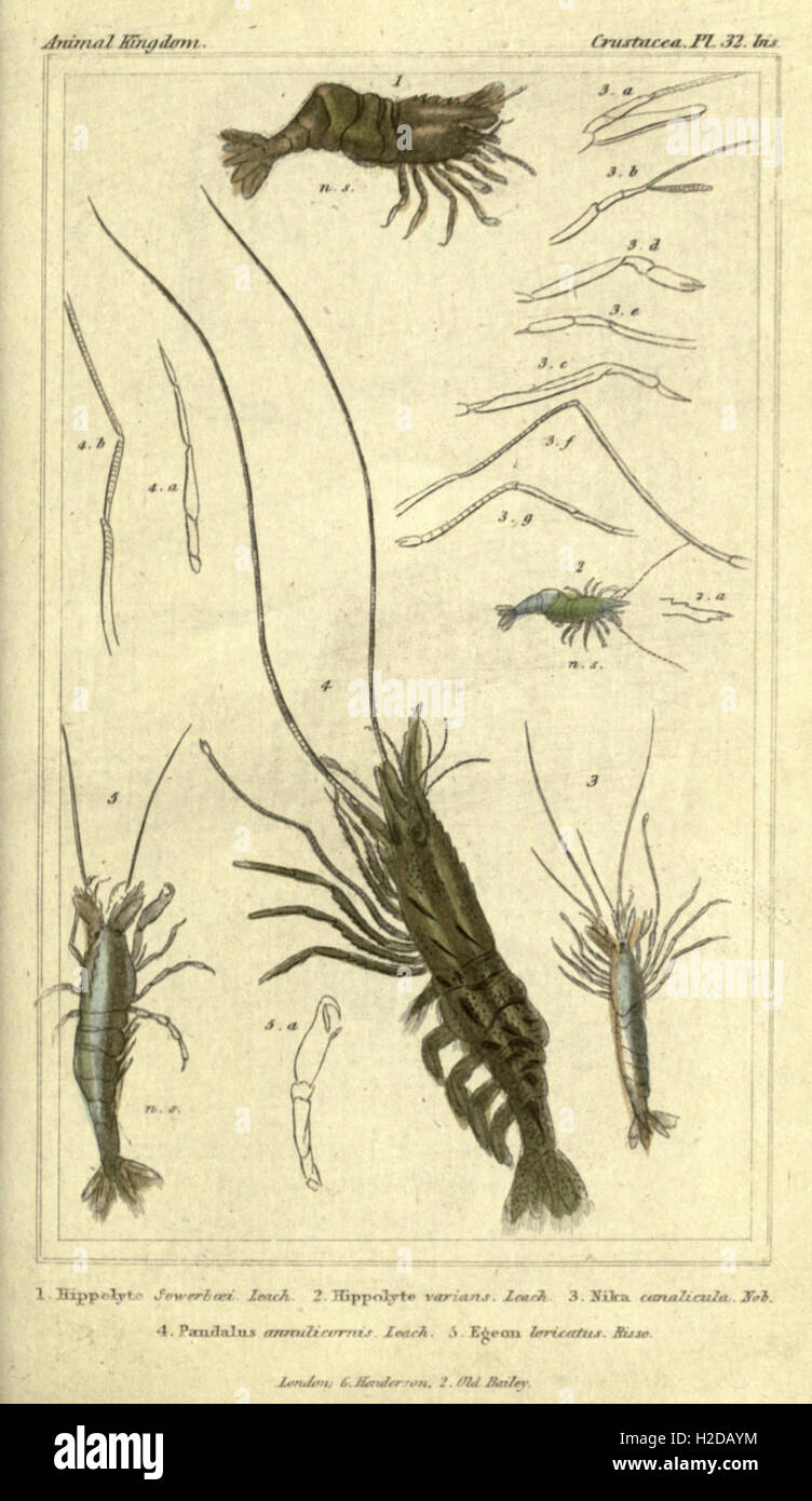 The animal kingdom, arranged according to its organization, serving as ...