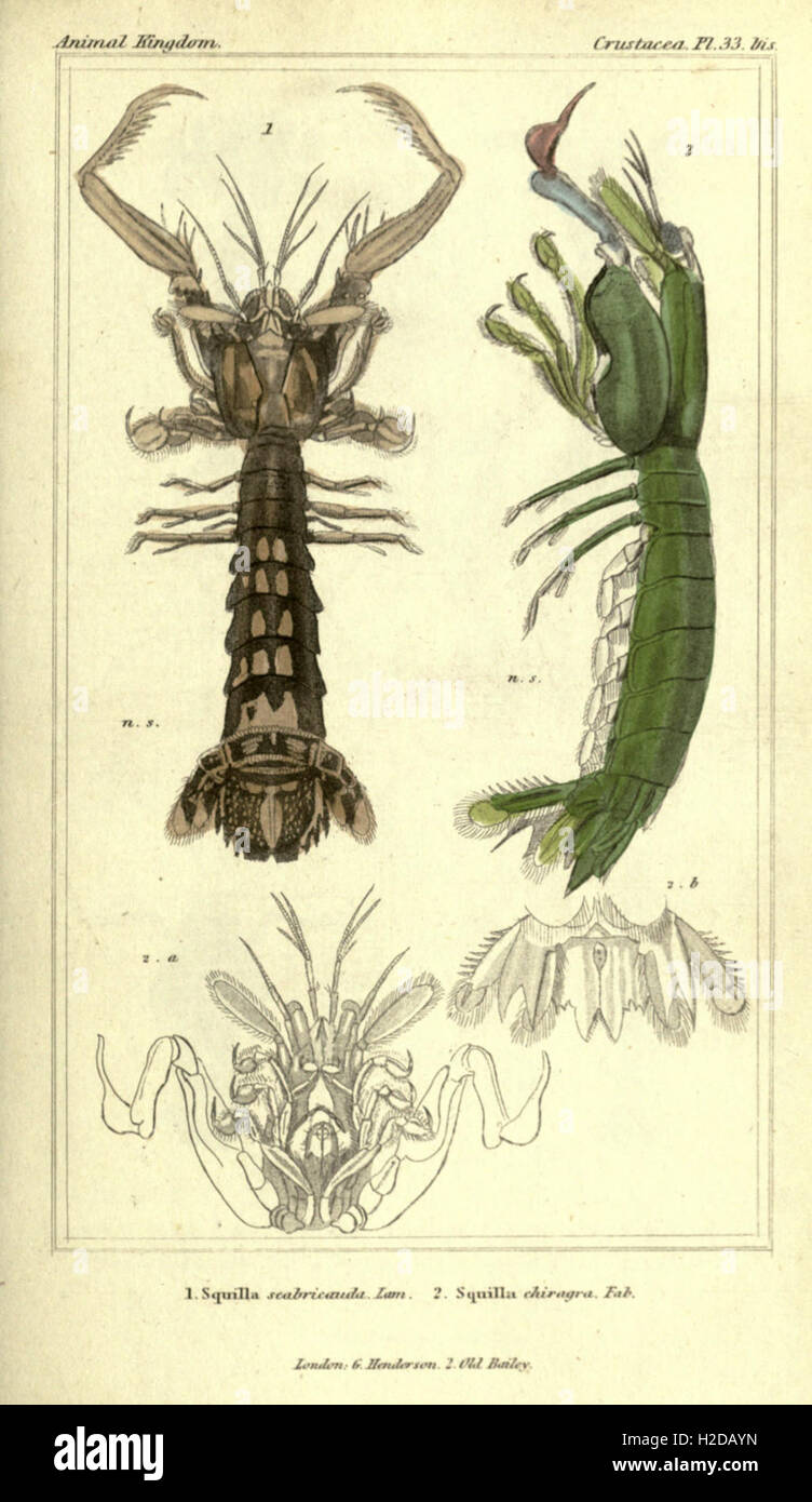This work organizes the animal kingdom, focusing on crustaceans ...
