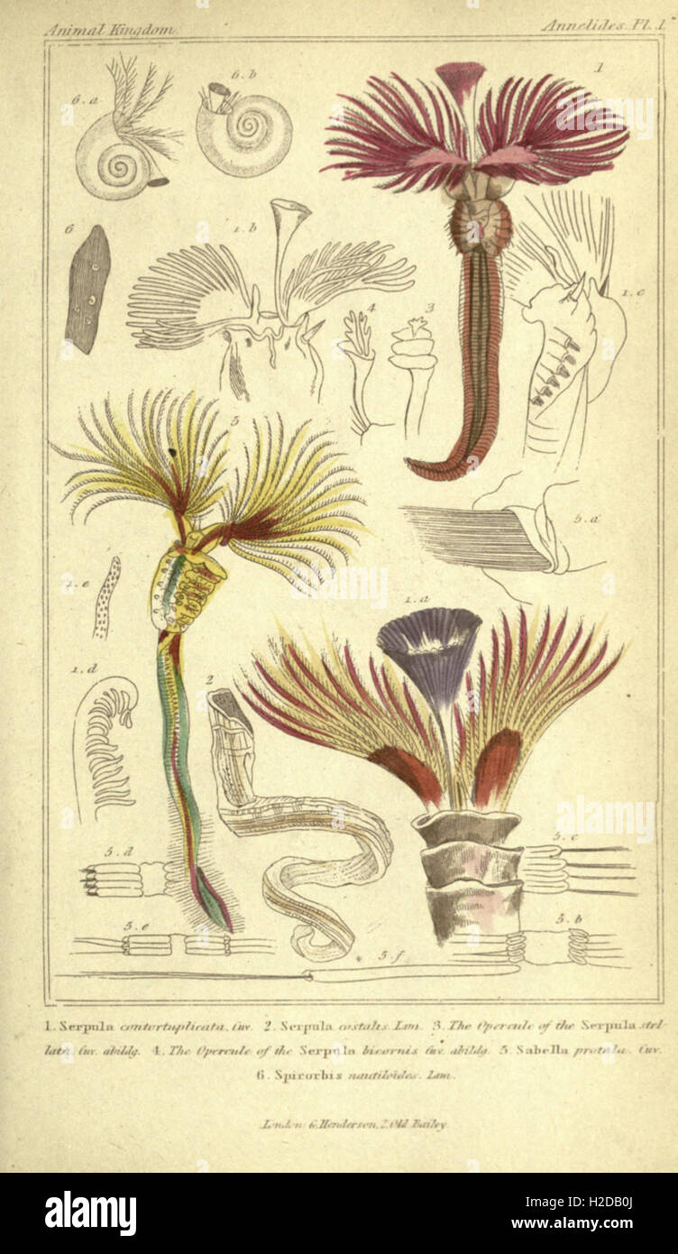 This work organizes animals based on their structural and functional ...