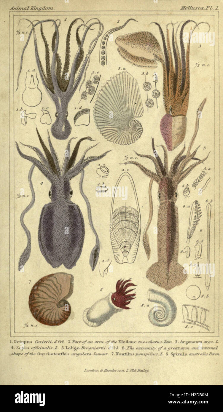 This plate from 'The Animal Kingdom' outlines the classification and ...