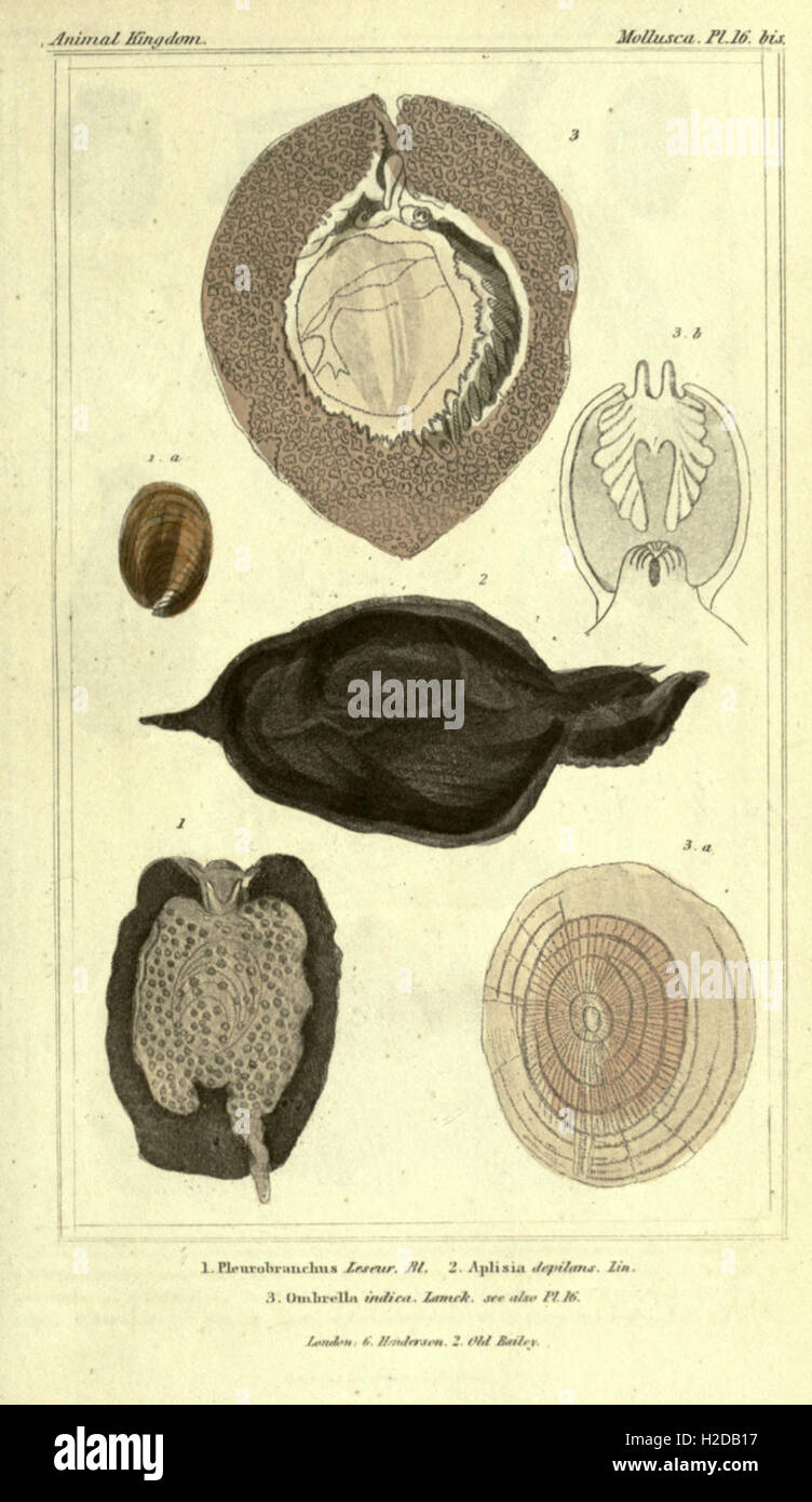 This work categorizes animals based on their organizational structure ...
