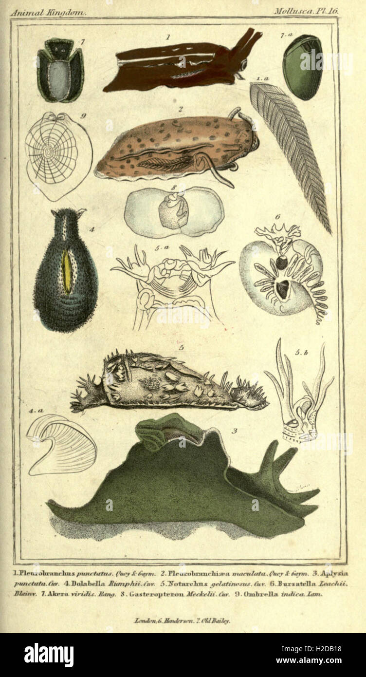 This work provides a detailed classification of the animal kingdom ...