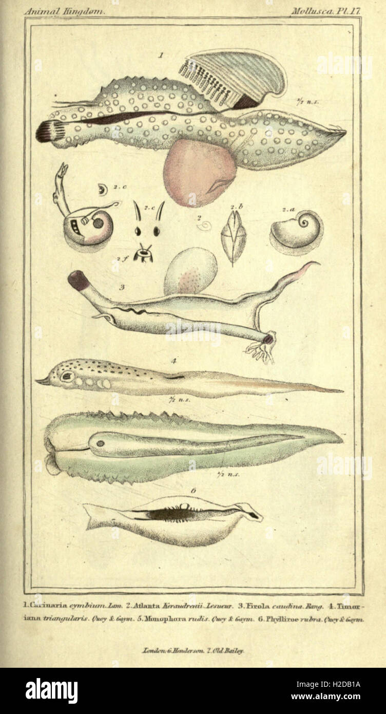 This illustration from *The Animal Kingdom* categorizes animals based ...