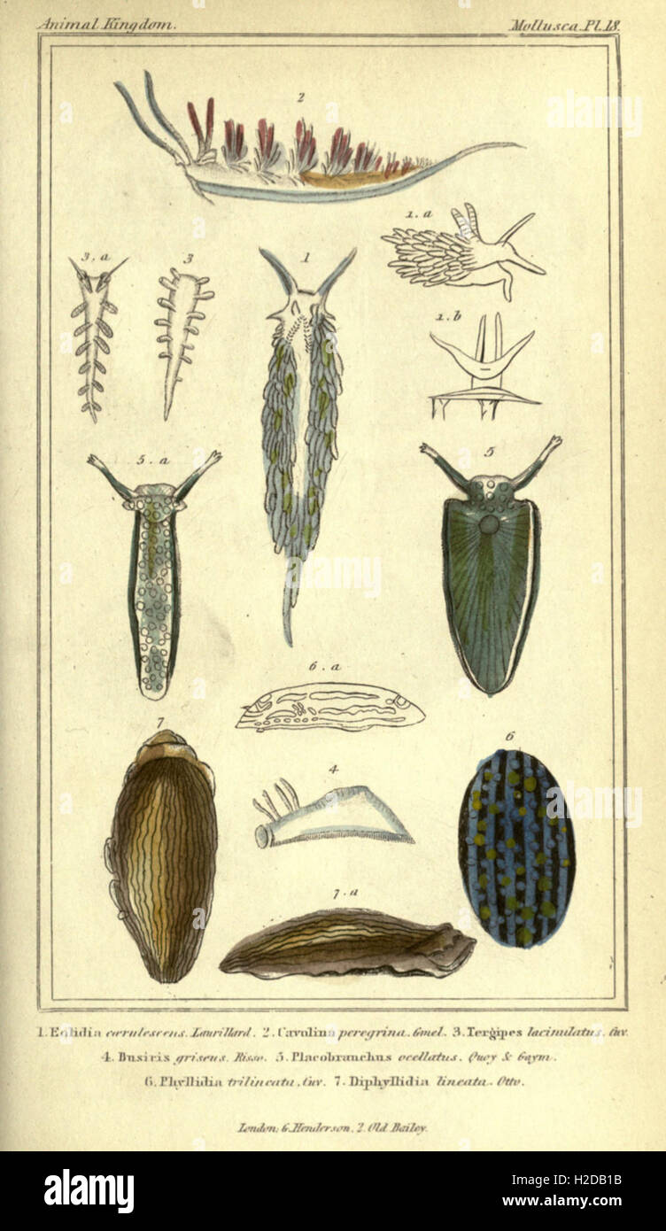 The animal kingdom, arranged according to its organization, serving as ...