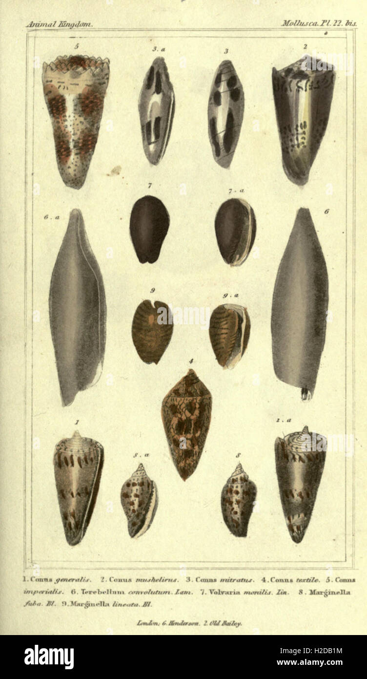 This work provides an organized classification of animals based on ...