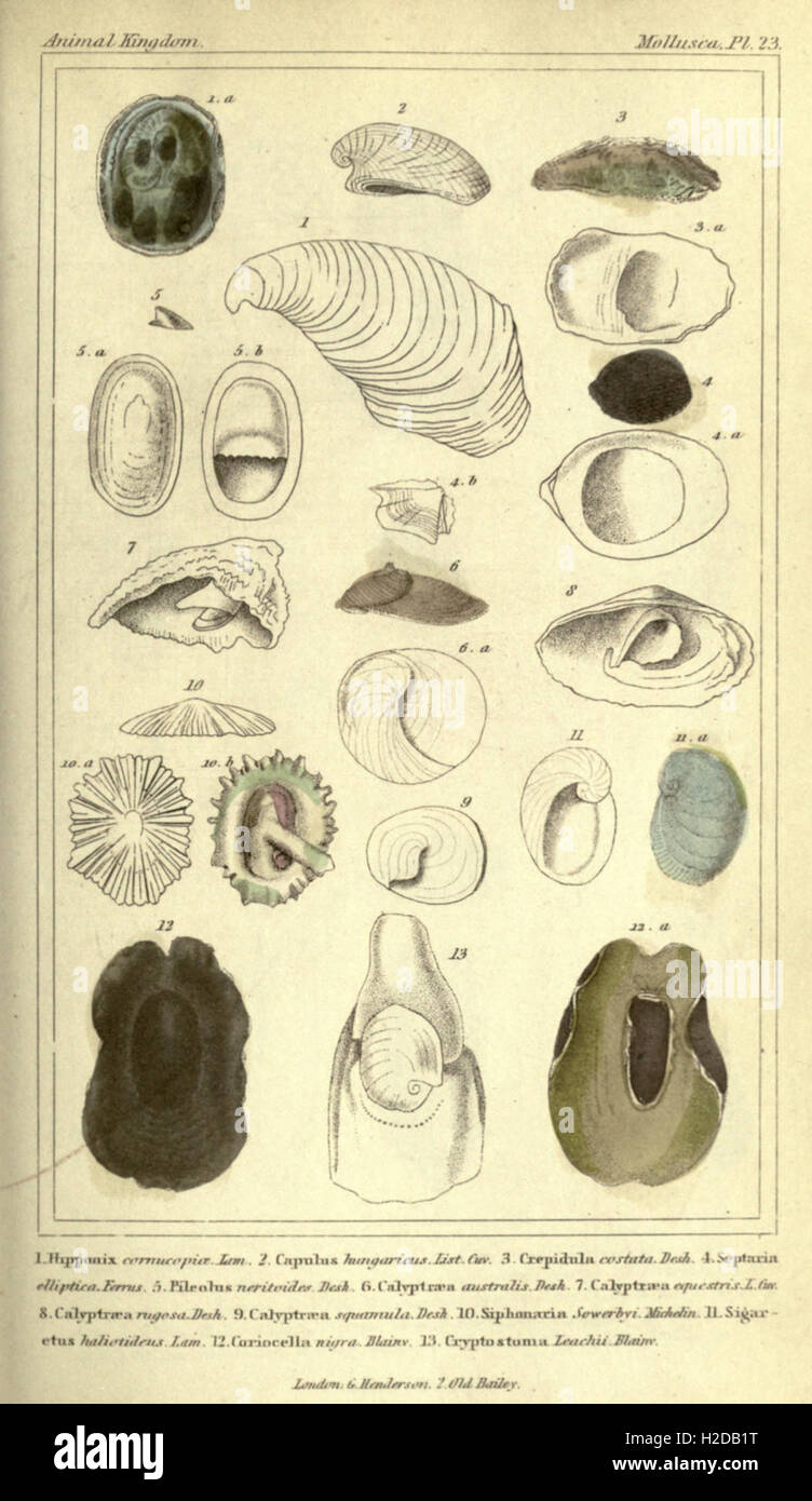 The animal kingdom, arranged according to its organization, serving as ...