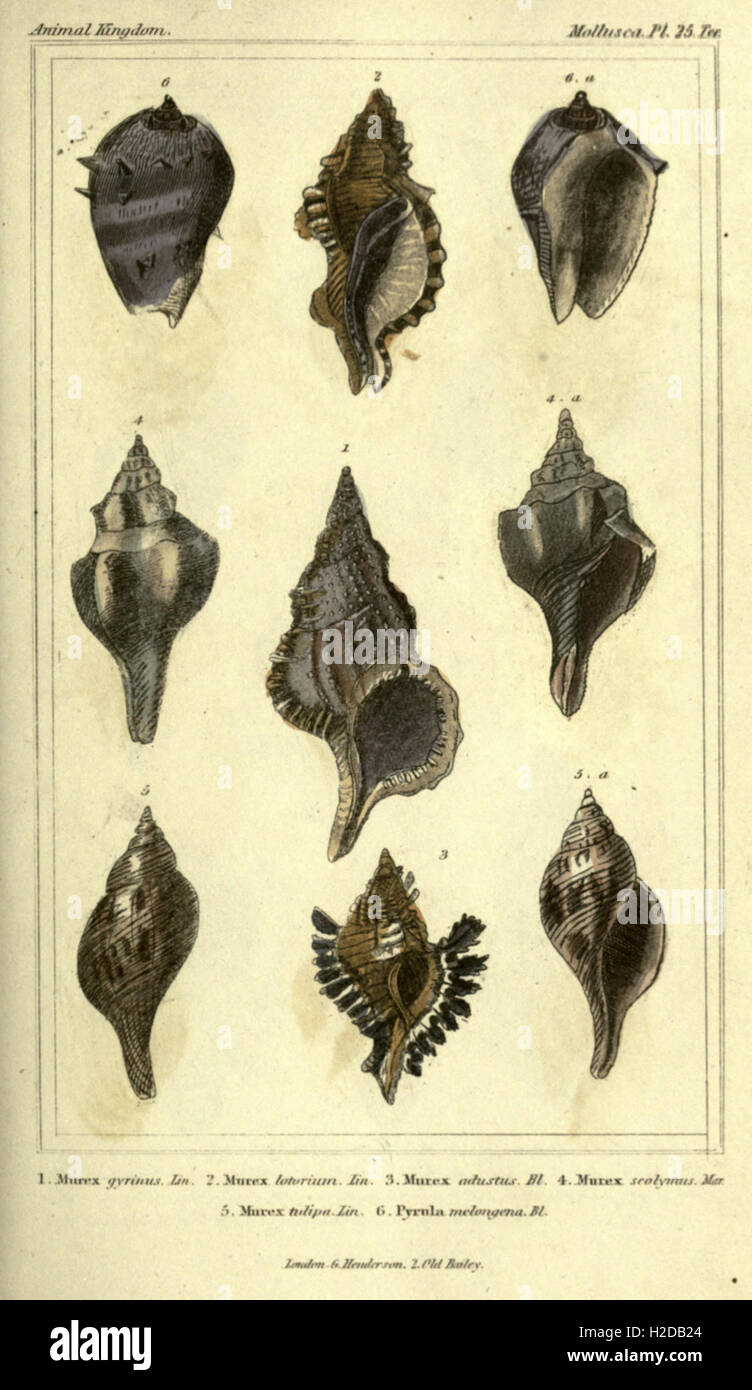 This plate from *The Animal Kingdom* offers a detailed illustration of ...