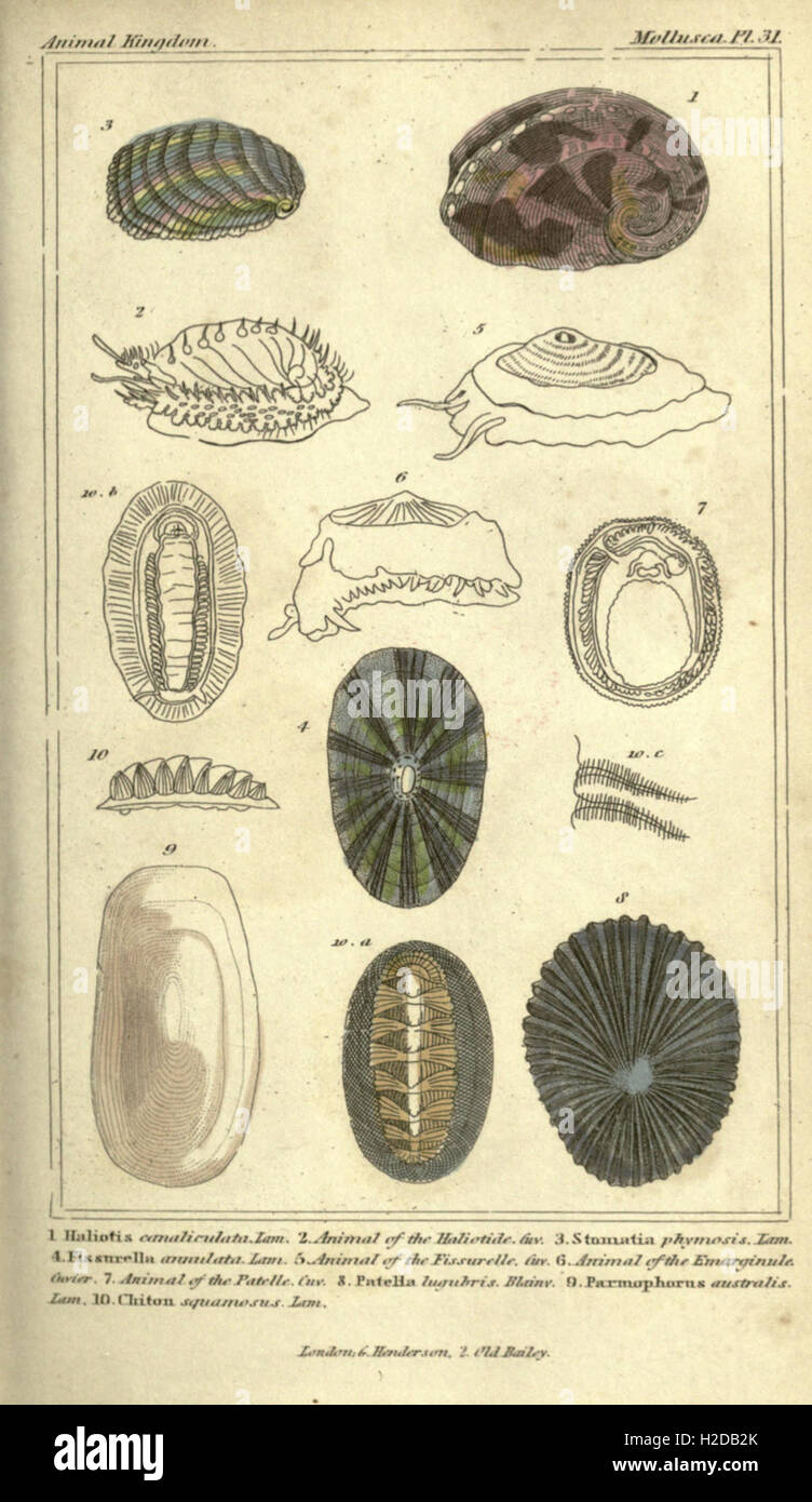 A foundational work in zoology that organizes animals based on their ...
