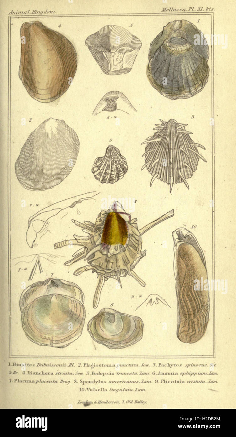 The animal kingdom, arranged according to its organization, serving as ...