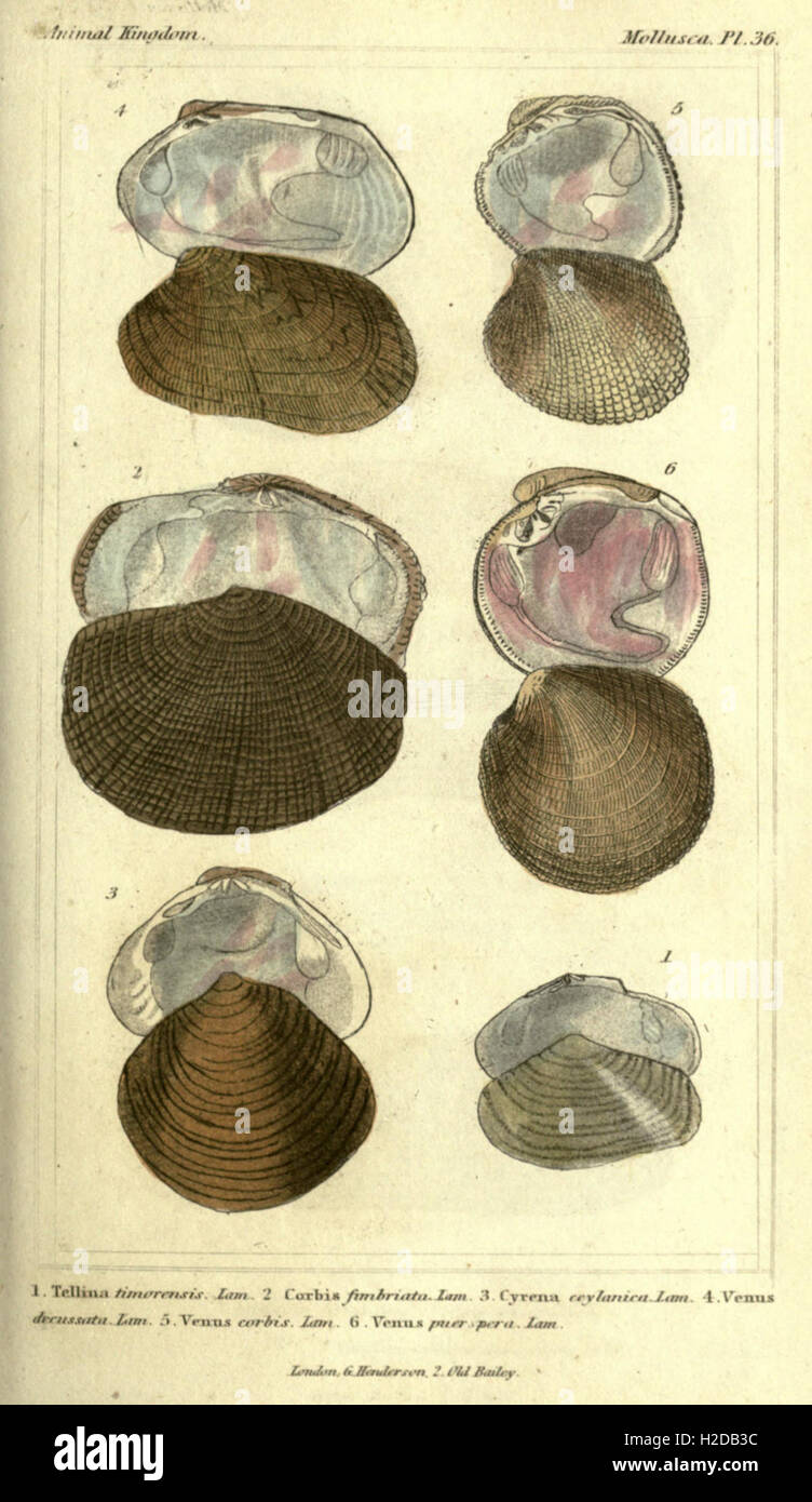 This work categorizes animals based on their organization and ...