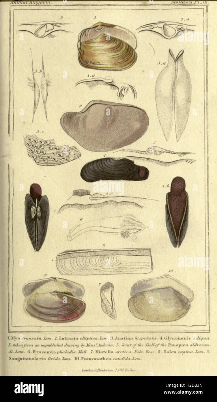 A detailed illustration from 'The Animal Kingdom,' depicting the ...
