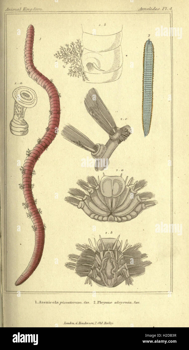 A foundational work in animal classification, organizing the animal ...