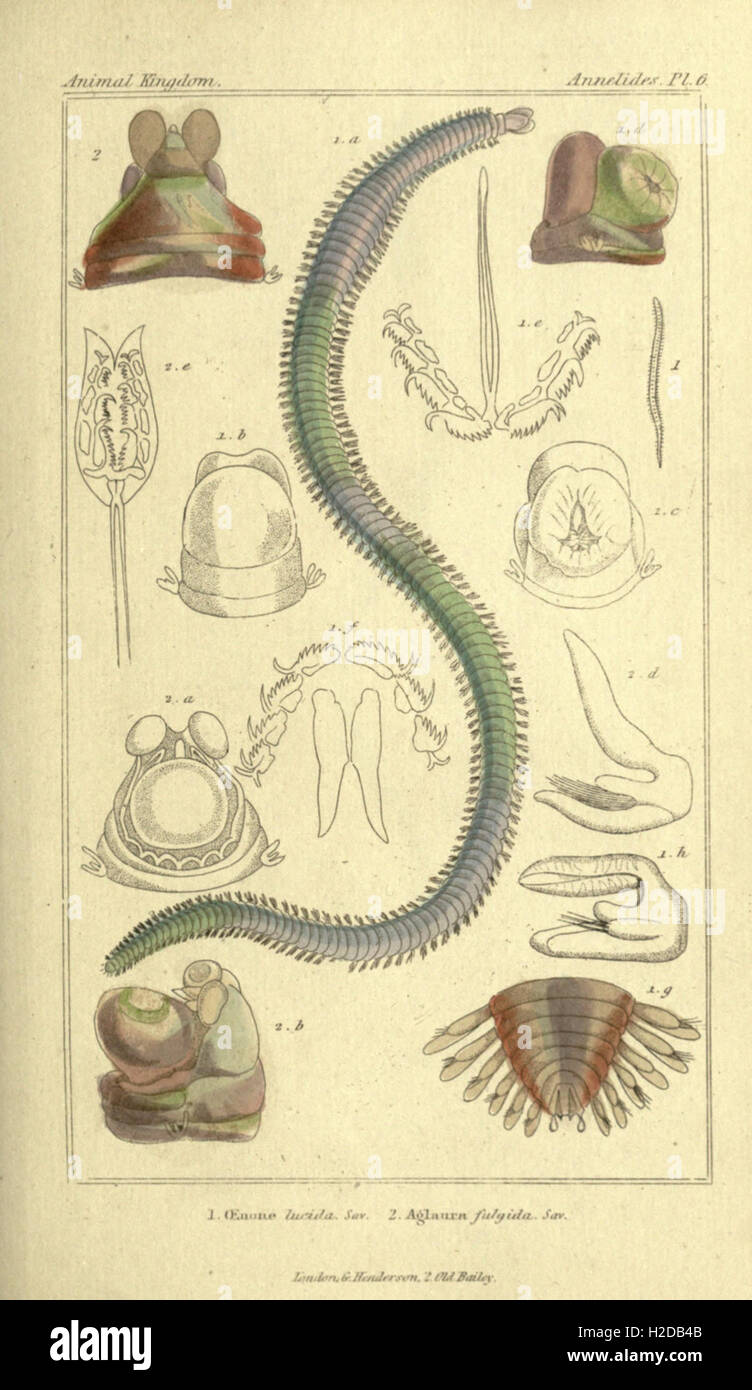 This plate from 'The Animal Kingdom' shows the organization of animal ...