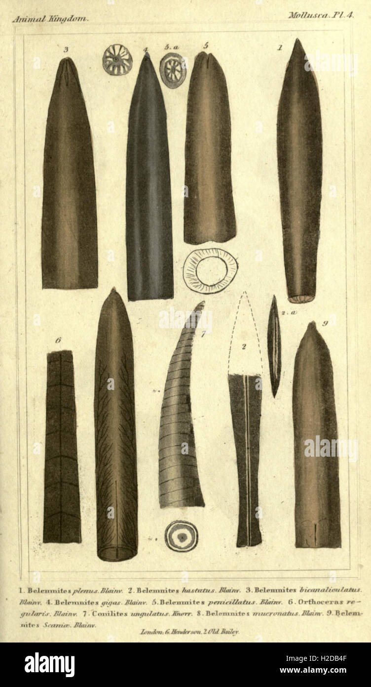 This work provides a detailed classification of animals based on their ...