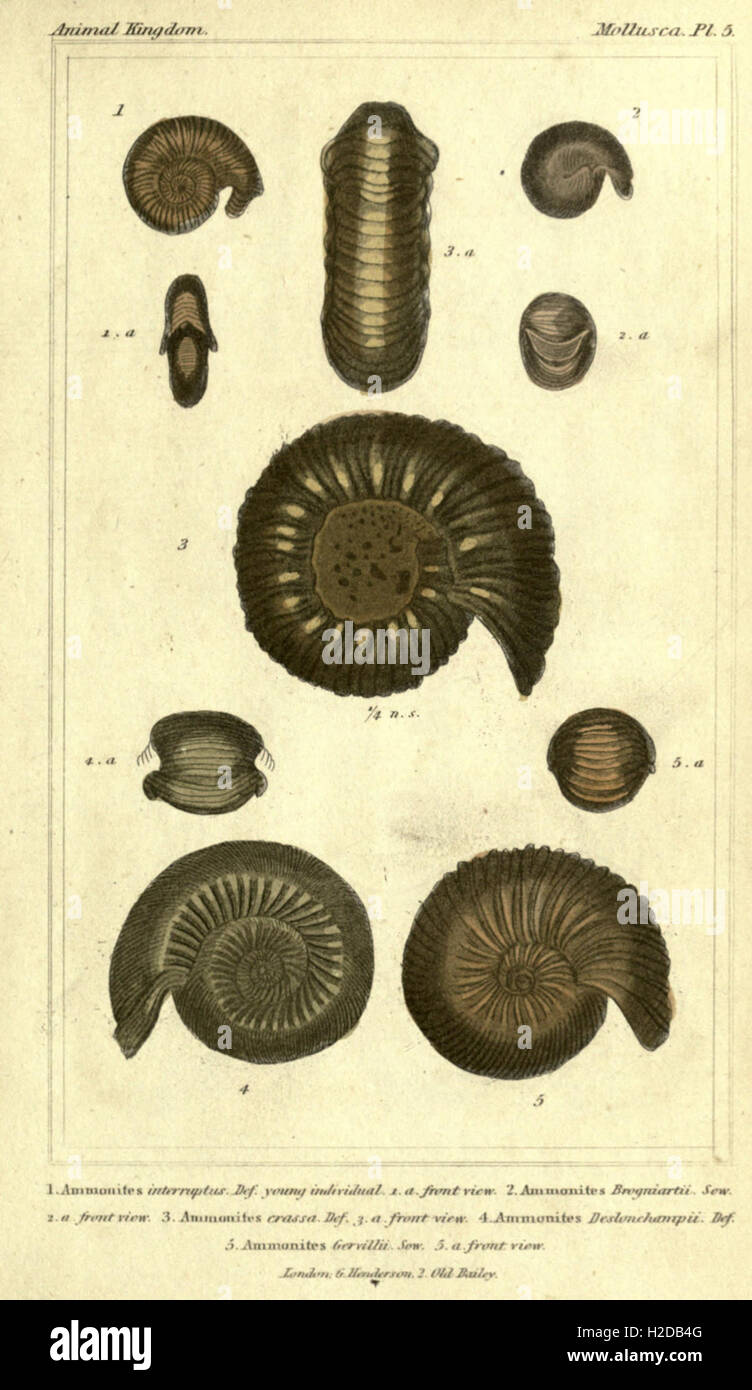 This plate illustrates the organization of animal species, categorizing ...