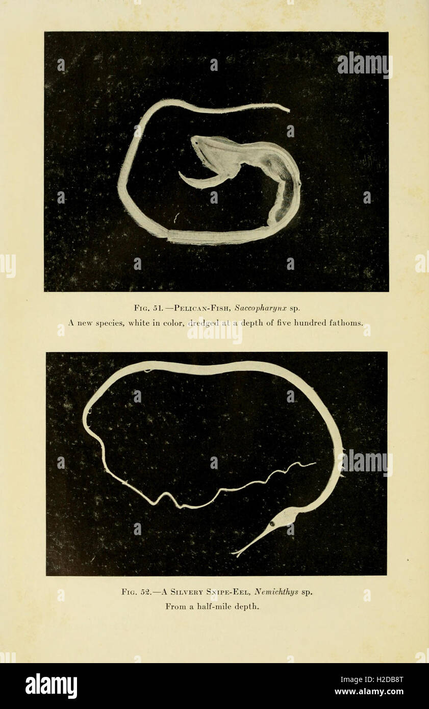 The Arcturus adventure explores the voyage and discoveries made during ...