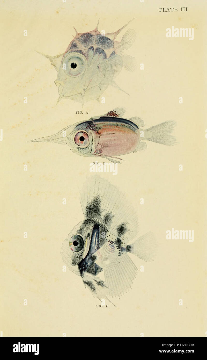 Arcturus adventure hi-res stock photography and images - Alamy